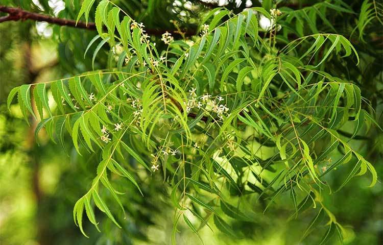 নানান রোগের ঔষধ নিমপাতা