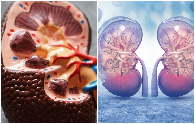 কিডনি ভালো রাখতে যেসব নিয়ম মানবেন
