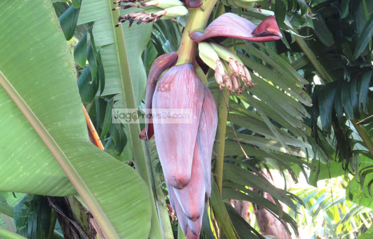 জেনে নিন কলার মোচার উপকারিতা