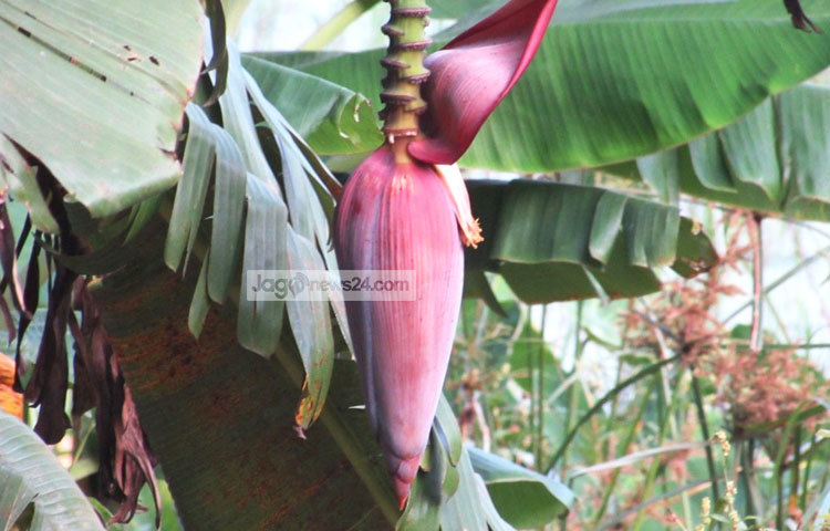 জেনে নিন কলার মোচার উপকারিতা