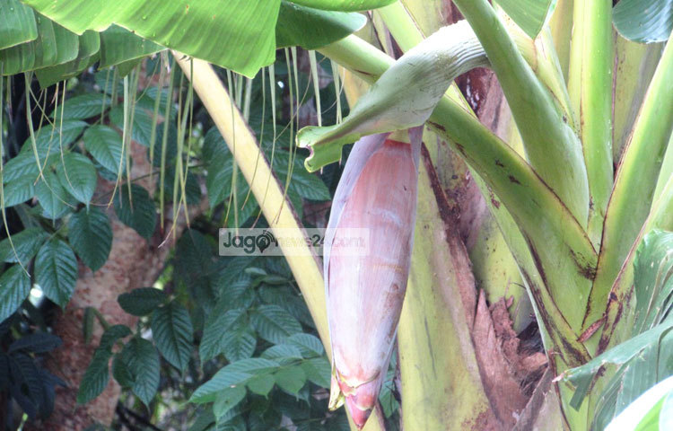 জেনে নিন কলার মোচার উপকারিতা