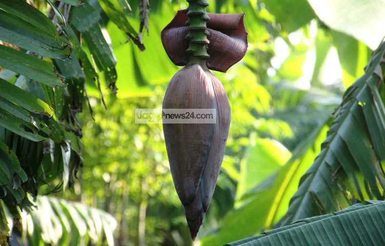 জেনে নিন কলার মোচার উপকারিতা