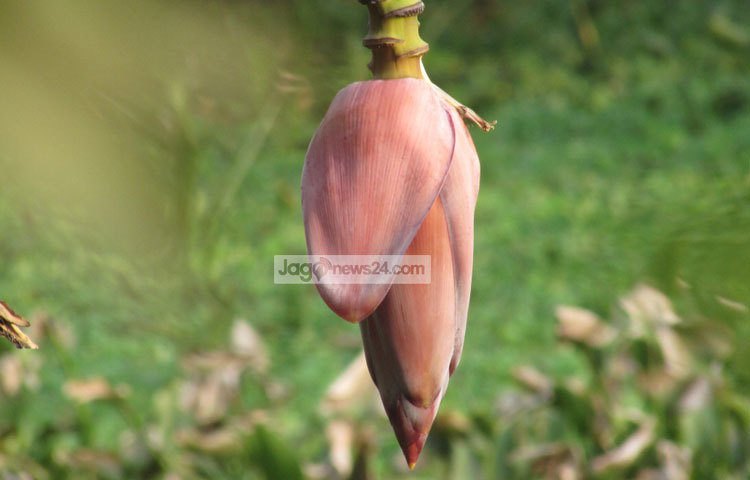 জেনে নিন কলার মোচার উপকারিতা