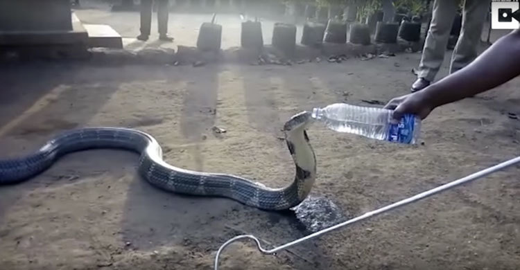 Angry king cobra is given water in Indian village