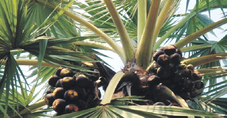 প্রকৃতির ডাকে সাড়া দিতে গিয়ে মাথায় তাল পড়ে মৃত্যু