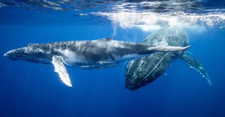 Pandemic made 2020 ‘the year of the quiet ocean’