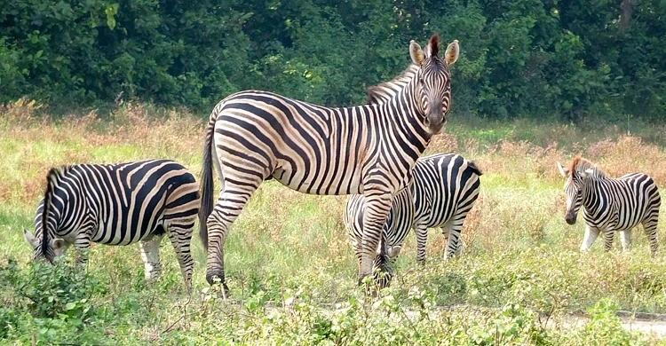 Case filed over death of 11 zebras at Safari Park