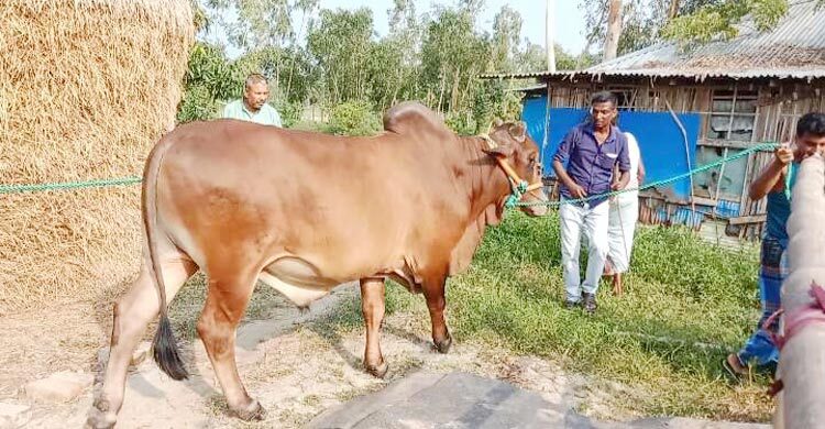৯৫০ কেজির ‘জায়েদ খান’র সঙ্গে ছাগল ফ্রি