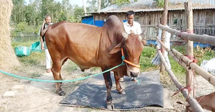 ৯৫০ কেজির ‘জায়েদ খান’র সঙ্গে ছাগল ফ্রি