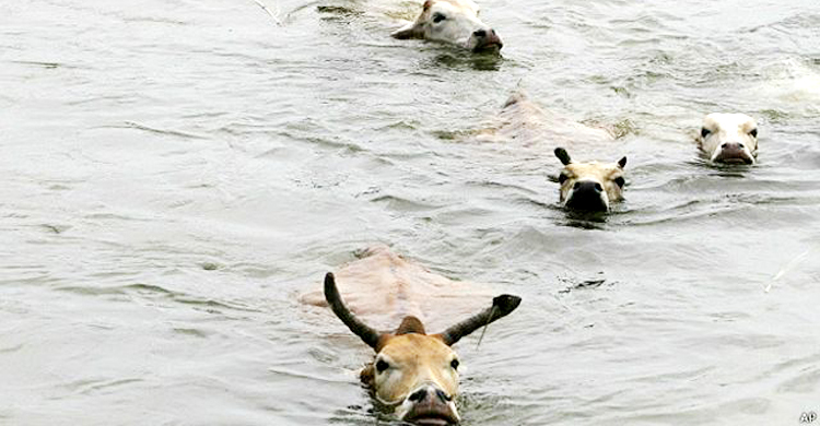 গরু চোরাচালান ঠেকাতে সীমান্তে কঠোর অবস্থানে বিজিবি
