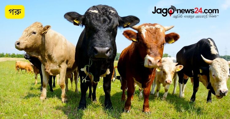 গরু - জাগোনিউজ২৪