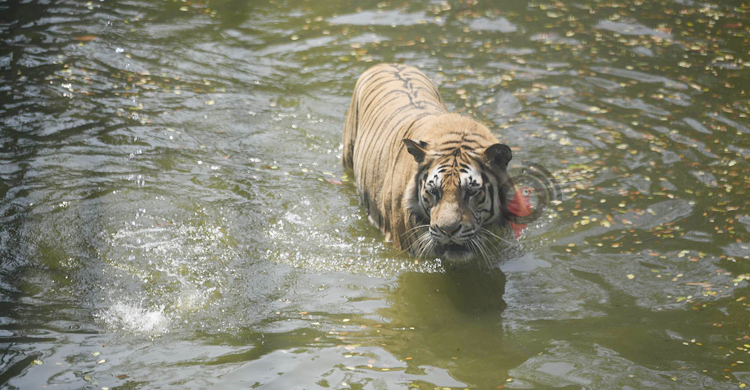 তীব্র দাবদাহে অতিষ্ঠ চিড়িয়াখানার প্রাণিকূল